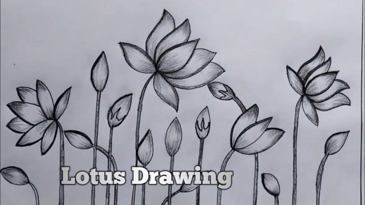 Lotus Flower Design l Step By Step Lotus Drawing - YouTube