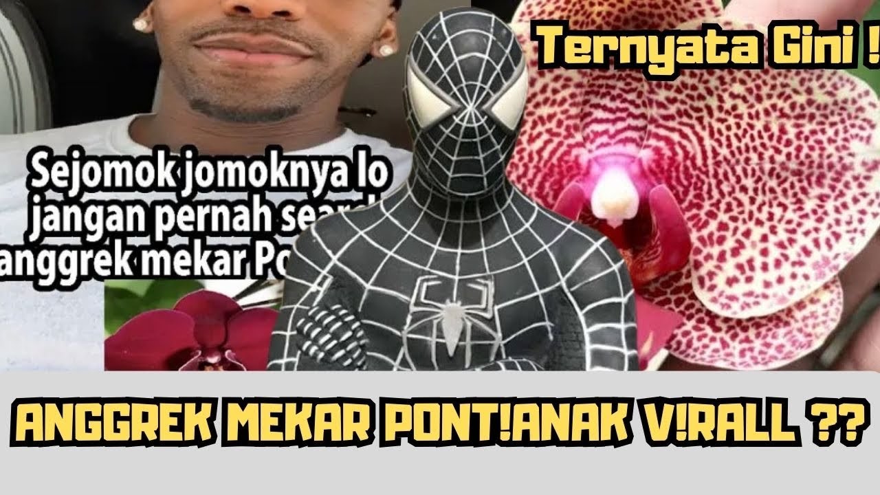 anggrek mekar pontianak ?? ini nih meme anggrek mekar pontianak yg ...