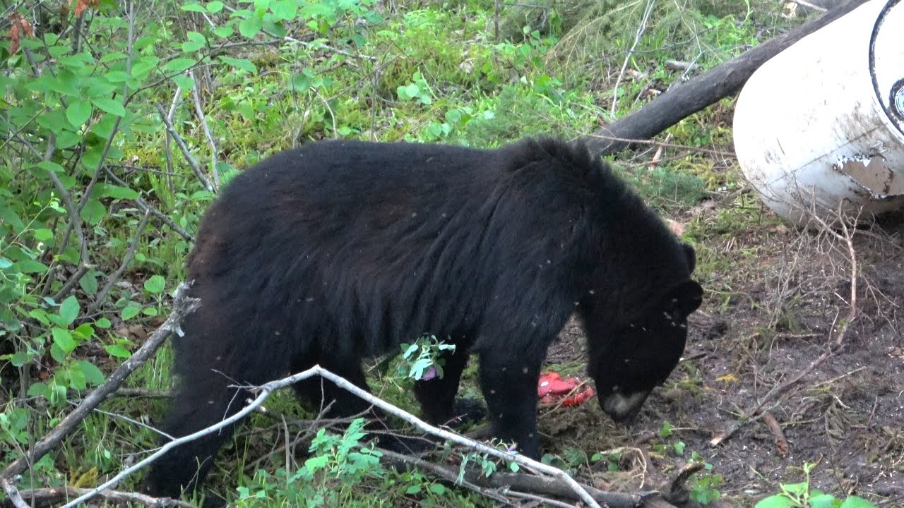 Archery Black Bear - Rage Broad-Head in the Boiler Room!! - YouTube