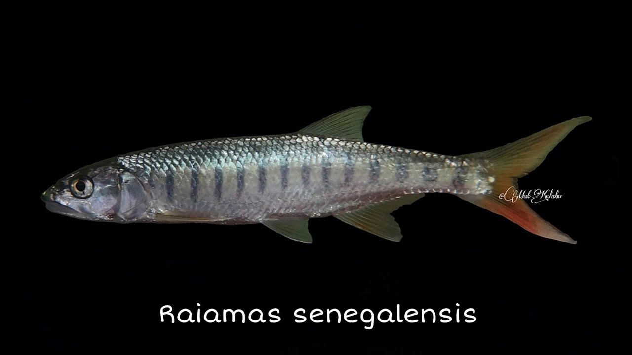 Raiamas senegalensis @ Senegal Minnow (Congo) - YouTube