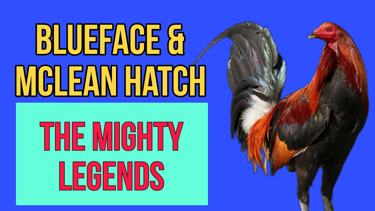 BLUEFACE & MCLEAN HATCH || ORIGIN & TRAITS - YouTube