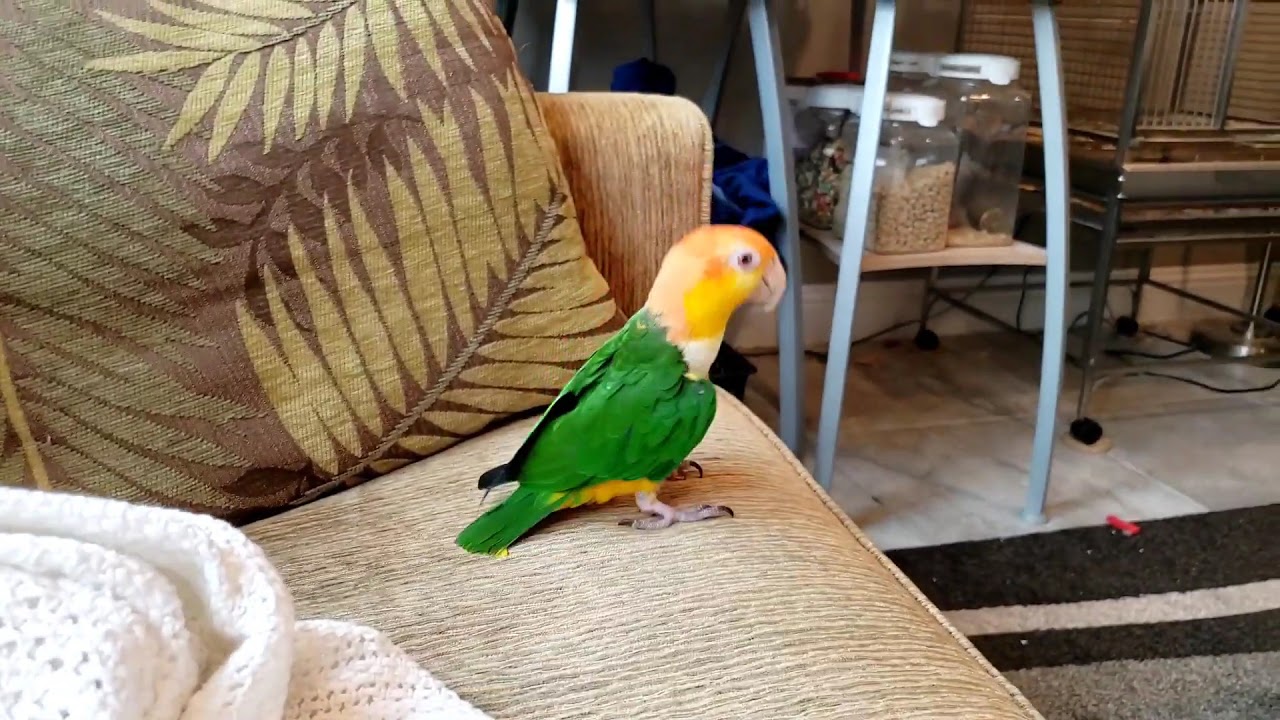 Little Baby, the Caique, hopping around and biting my foot!!! - YouTube