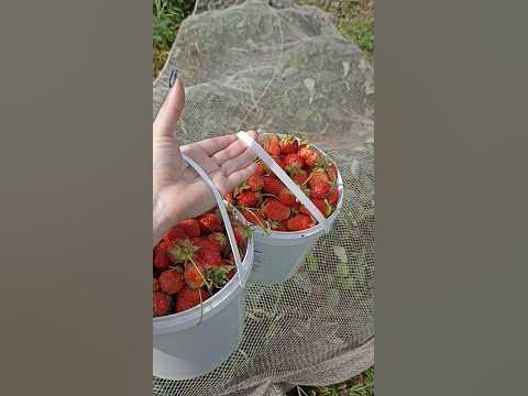 клубника🍓 #клубника#садоваяклубника - YouTube