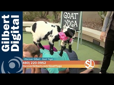 Gilbert Goat Yoga Sonoran Living Live - YouTube