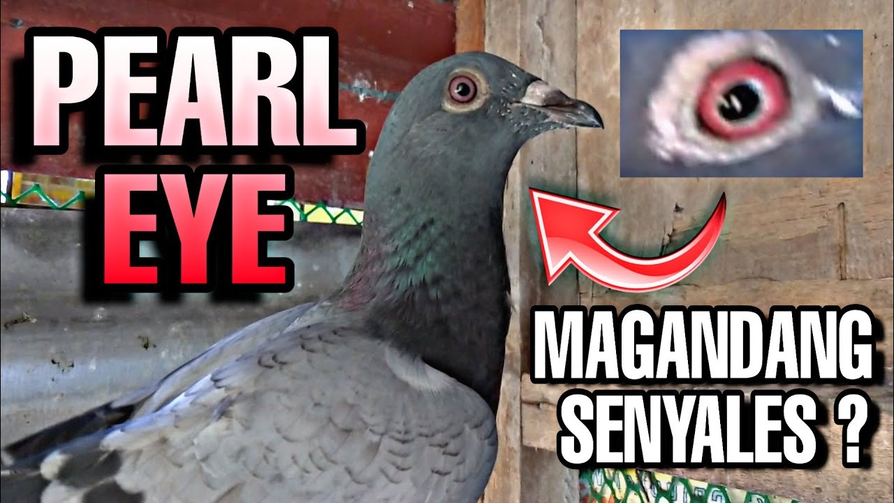 NAGWALAY KAMI NG MGA INAKAY NA KALAPATI 👌 - YouTube