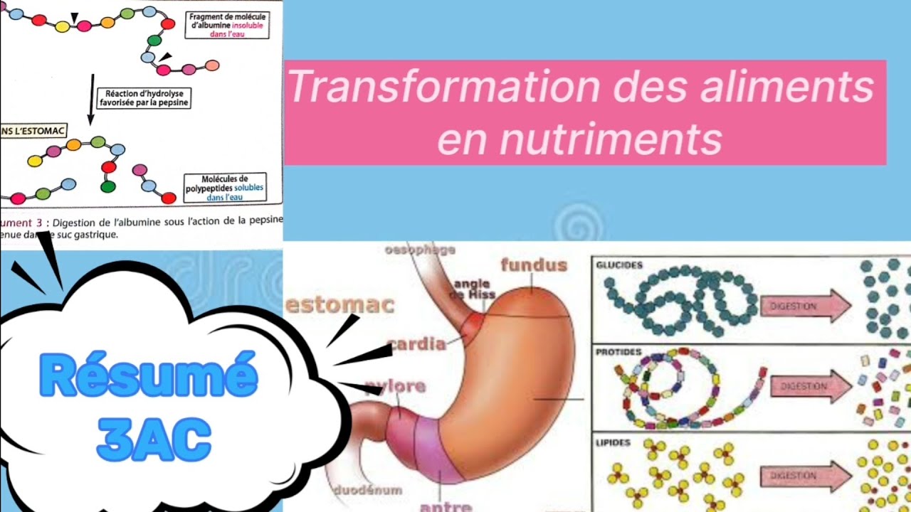 SVT🔥 Ttransformation des aliments en nutriments 🔥3AC - YouTube