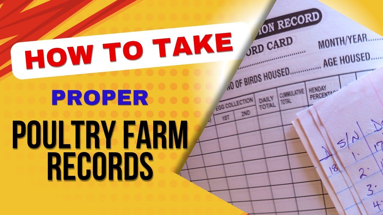 How to take proper poultry farm records - YouTube