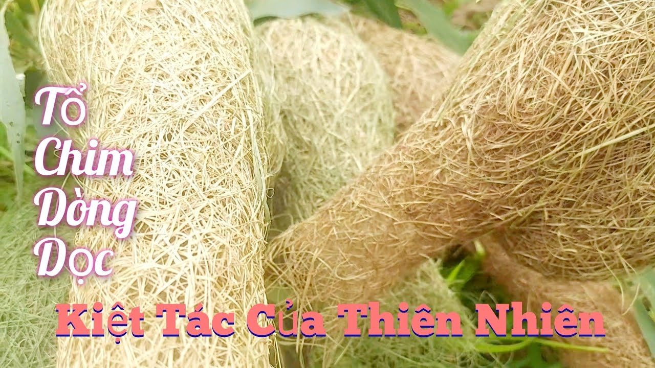 Thu hoạch tổ chim dòng dọc cực kỳ thú vị - YouTube