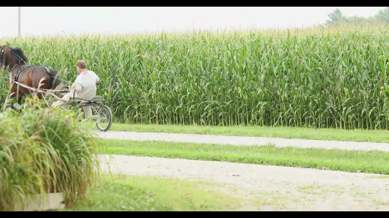 Neely Dunn Gelding - YouTube