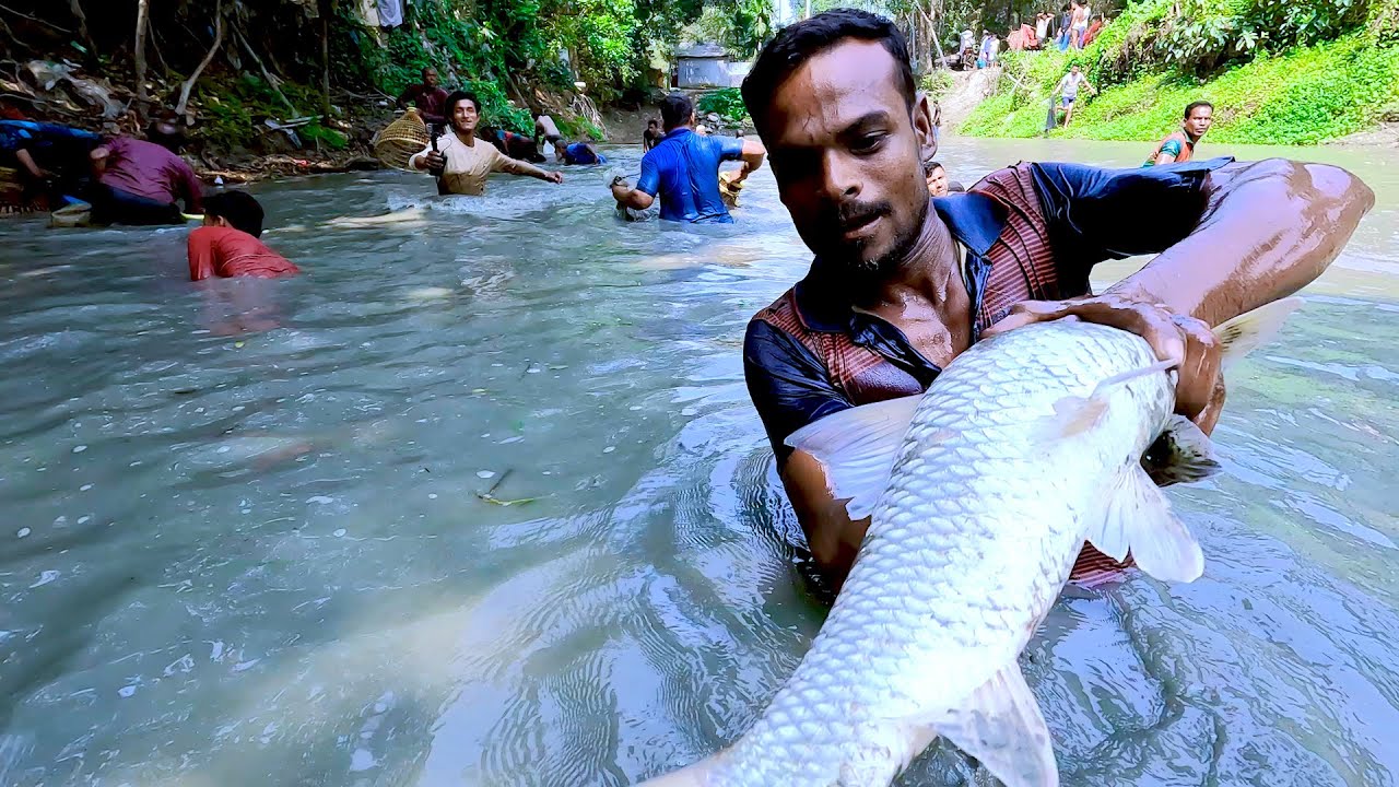 The Fish Hunter Catching A Big Grass Carp Fish By Hand. Saima Fishing ...