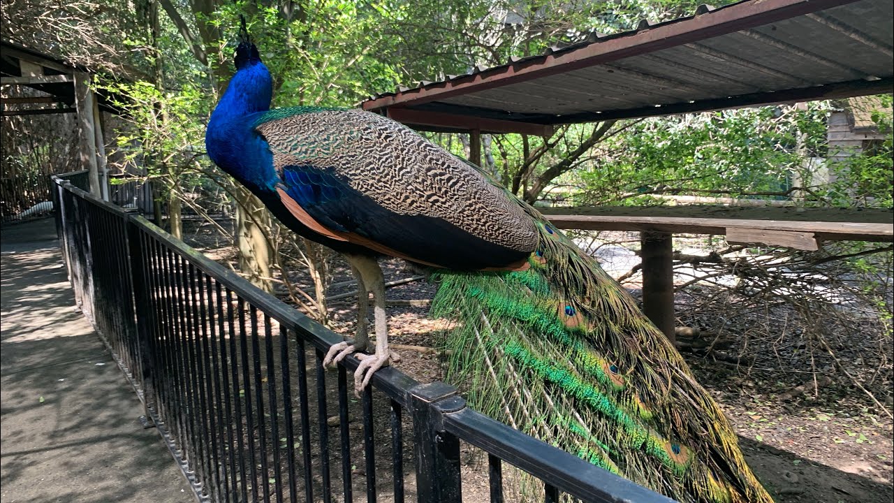 FLYING HIGH BIRD PARK WALK TOUR - YouTube
