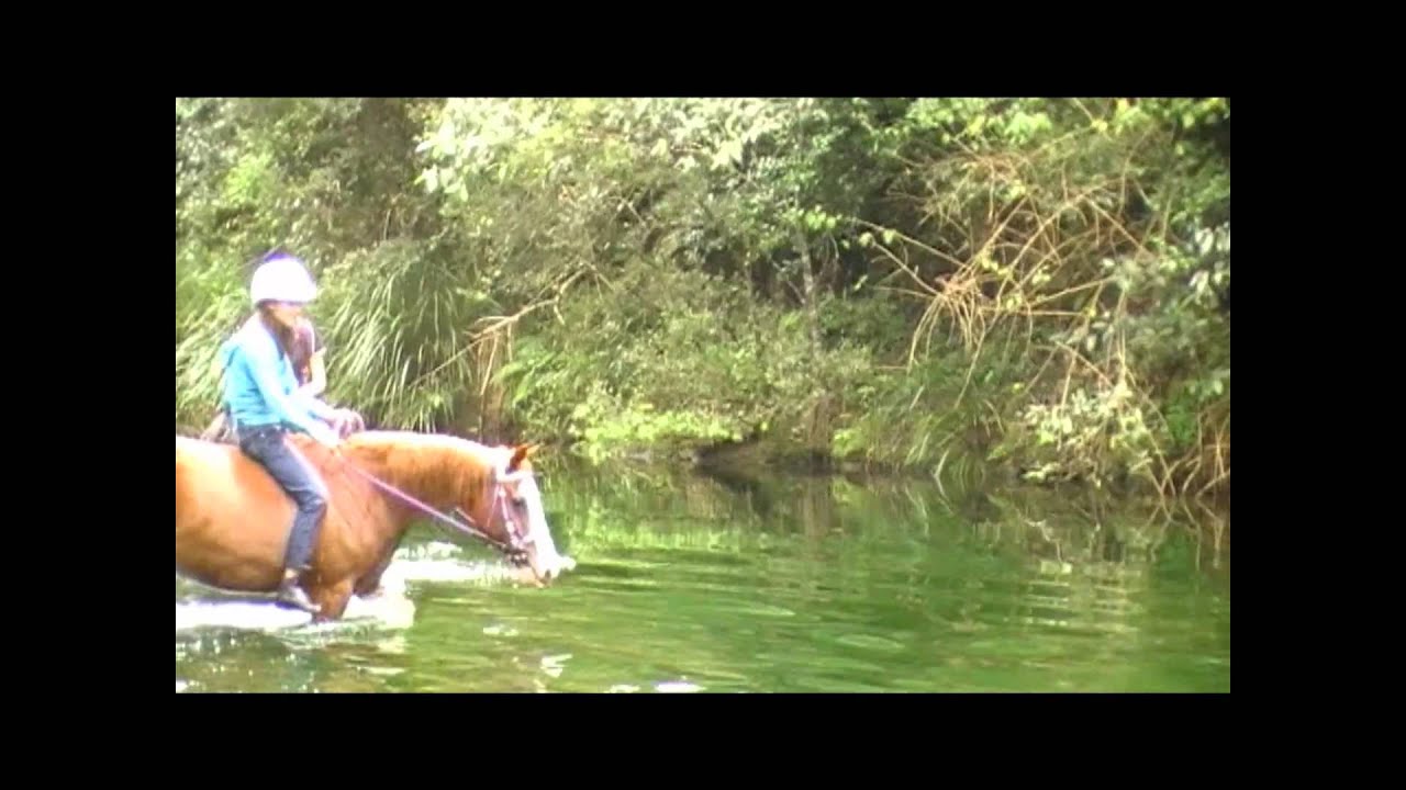 swimming the horses in Baloomba Creek - YouTube