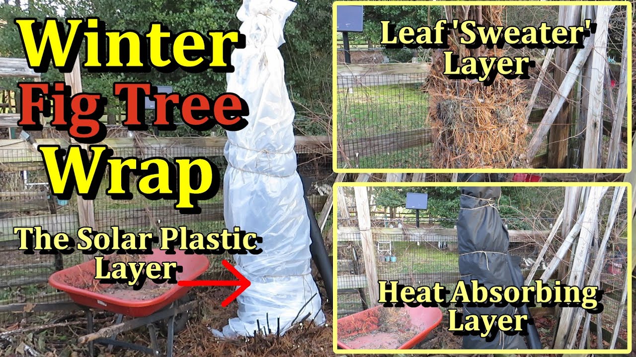 Fig Tree Wrapping for Winter Protection (The Three Layer Wrap Method ...