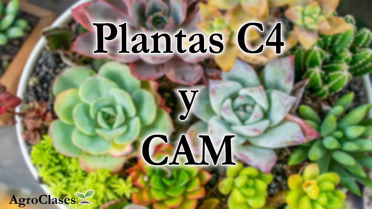 Plantas C4 || Plantas CAM || mecanismo de inhibicion de foto ...