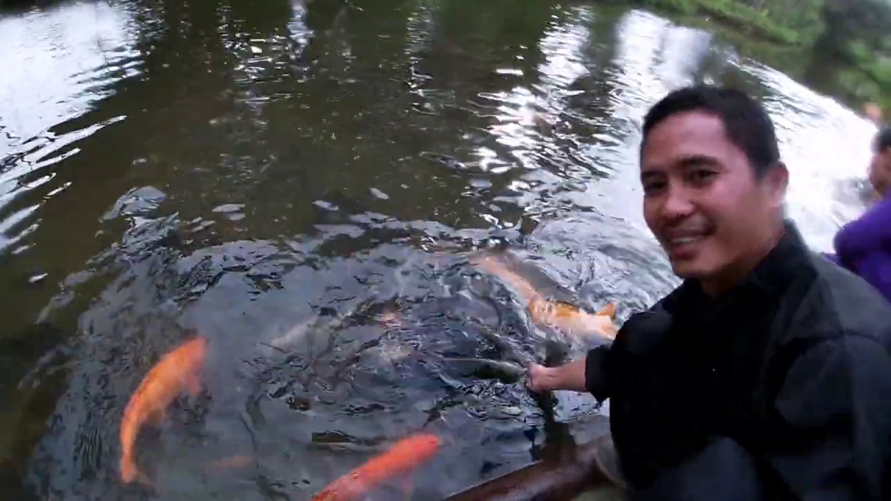 Bombon Kg Marakau (fish spa) Ranau Sabah - YouTube