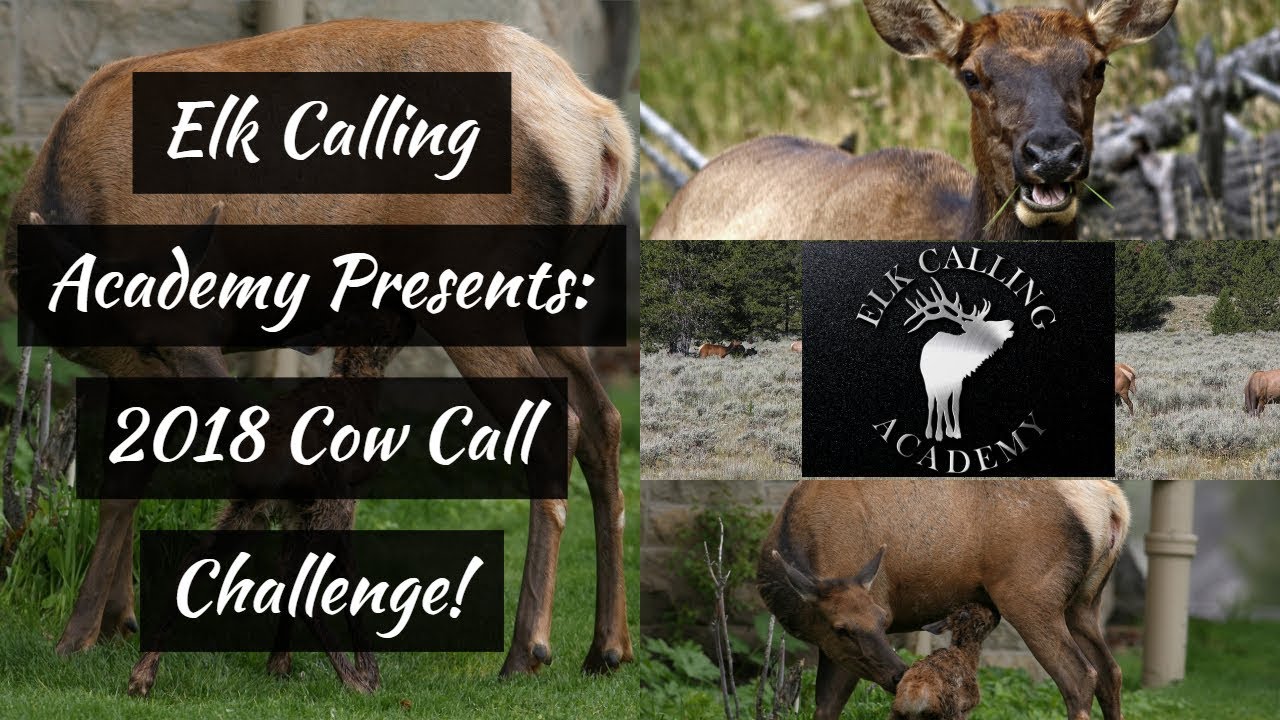 What's the Best Sounding Cow Call on the Market in 2018? Let's Find Out ...