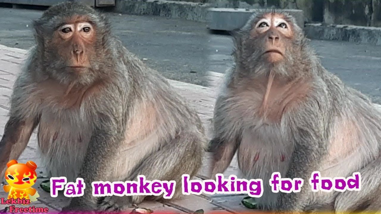 The fat monkey looking for food - YouTube