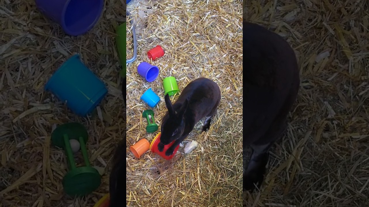 rabbit throwing cups around! - YouTube