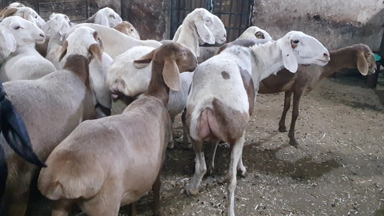 Dumbi And Mendi Collection Of All Breeds | Fat Tailed Sheep Lalu Seth ...