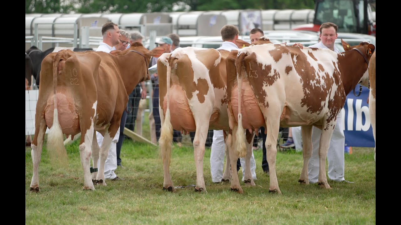 Ayr County Show 2024..Class 26. Red & White Holstein. 1st- Arranview ...