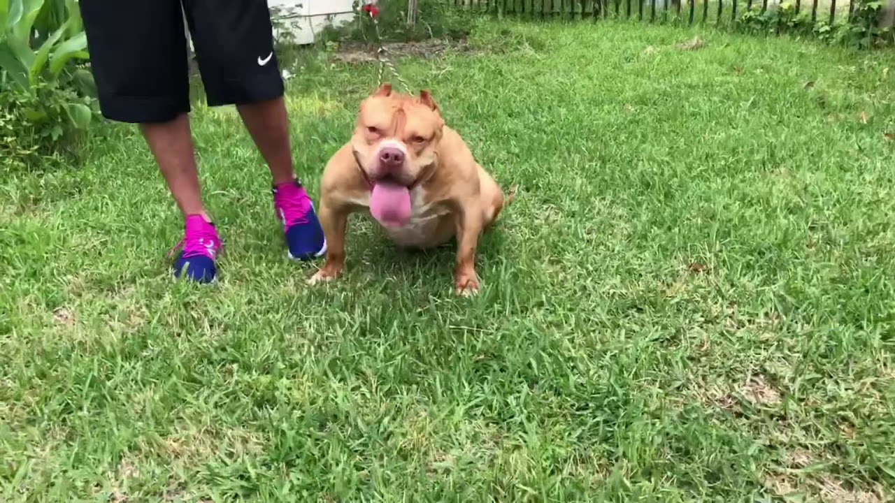 American Bully Peanut - YouTube