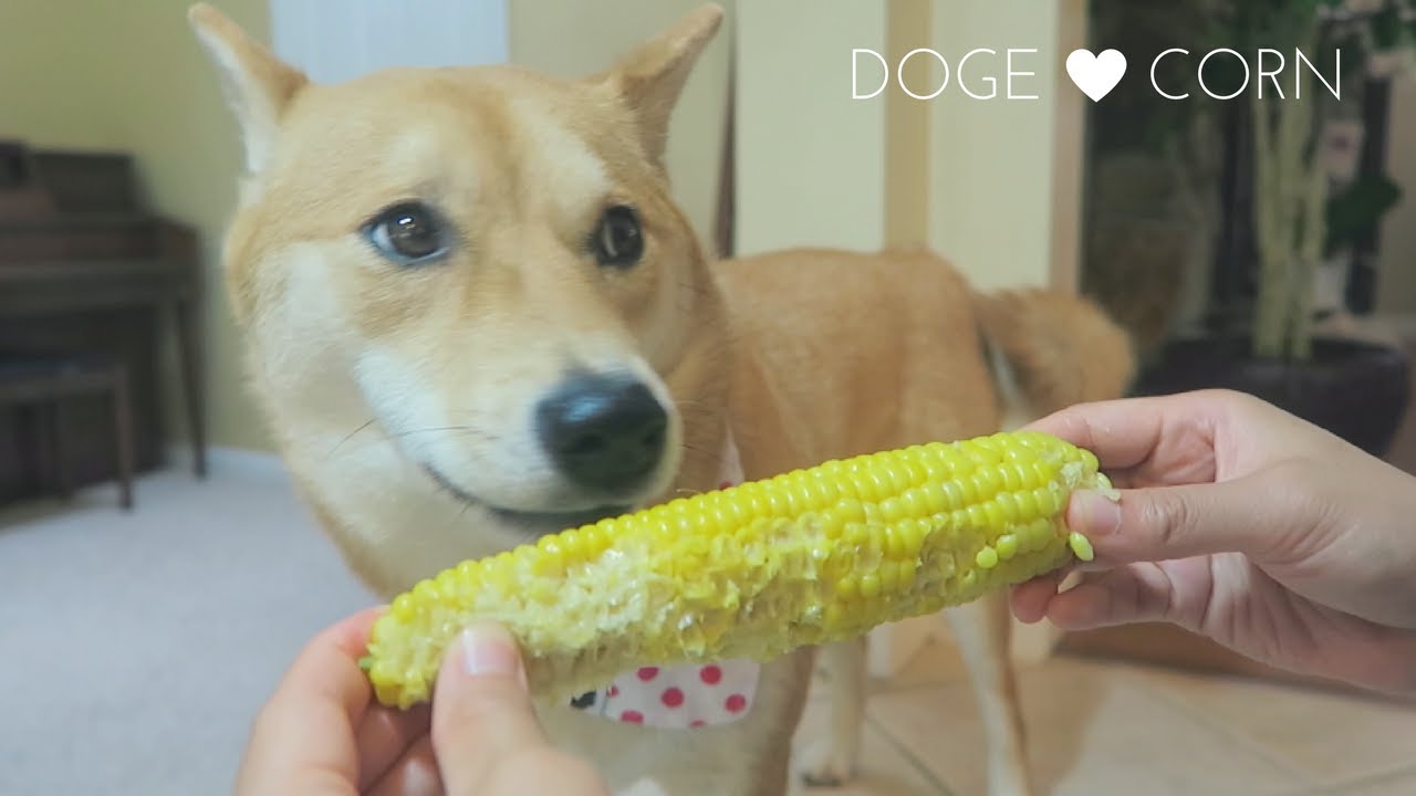 Doge LOVES Corn on the Cob | Shiba Inu Taste It Tuesday - YouTube
