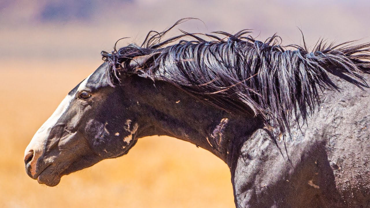 WILD MUSTANG STAMPEDE! CAUGHT IN THE MIDDLE! - YouTube