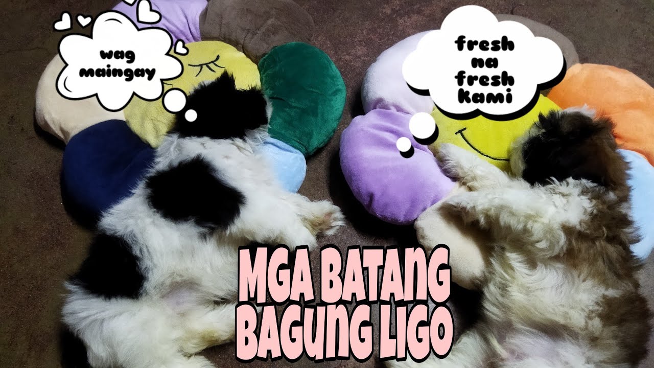 PANO PALIGUAN ANG 2 MONTHS OLD SHITZHU. FIRST TIME NILA MALIGO. TIPS ...