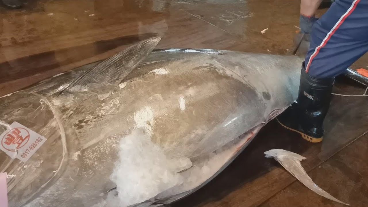 468kg Huge bluefin Tuna Perfect Golden Cutting Skill - YouTube