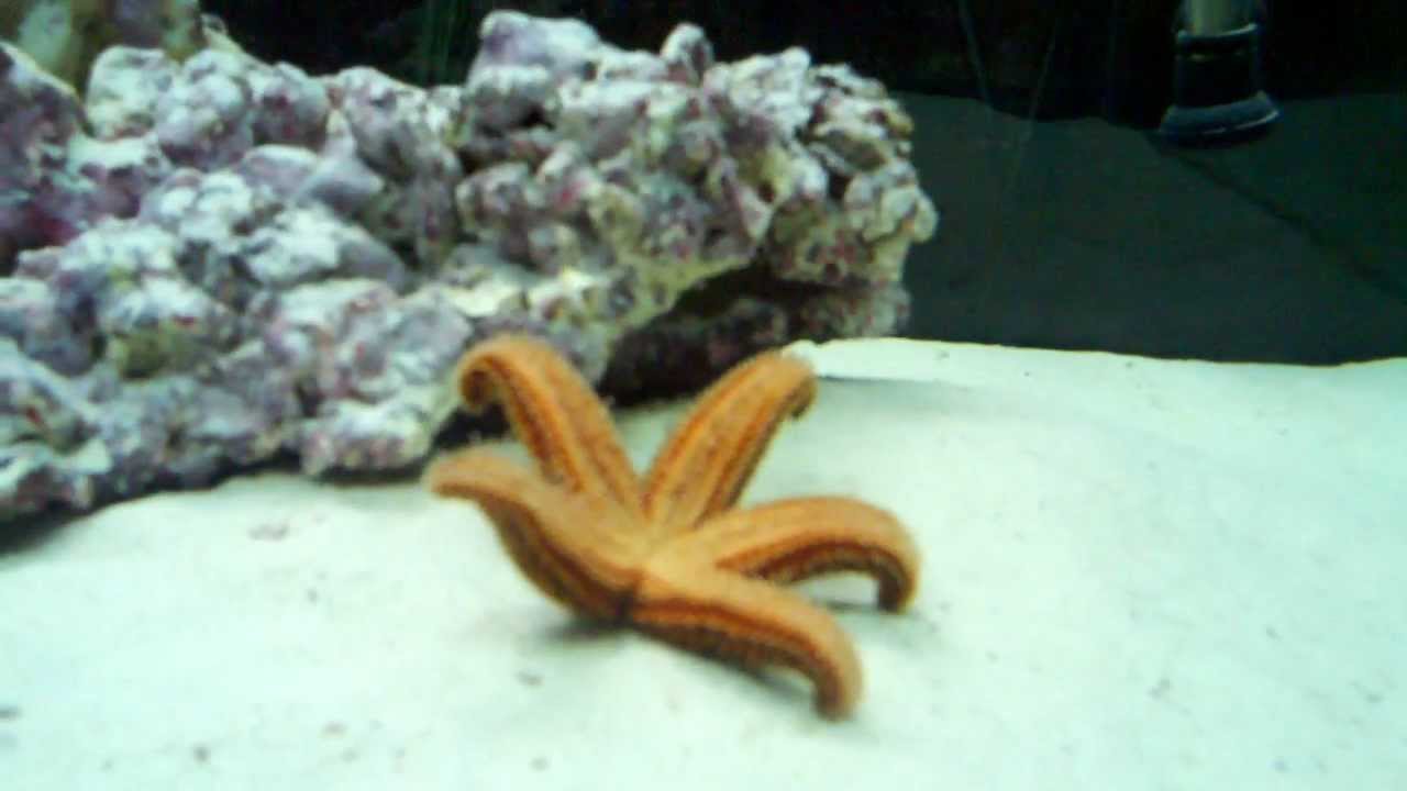 Starfish flipping itself over. - YouTube