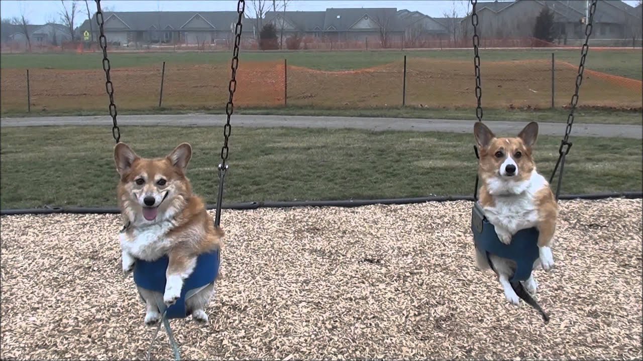 Buddy The Corgi - Two Corgis Two Swings - YouTube