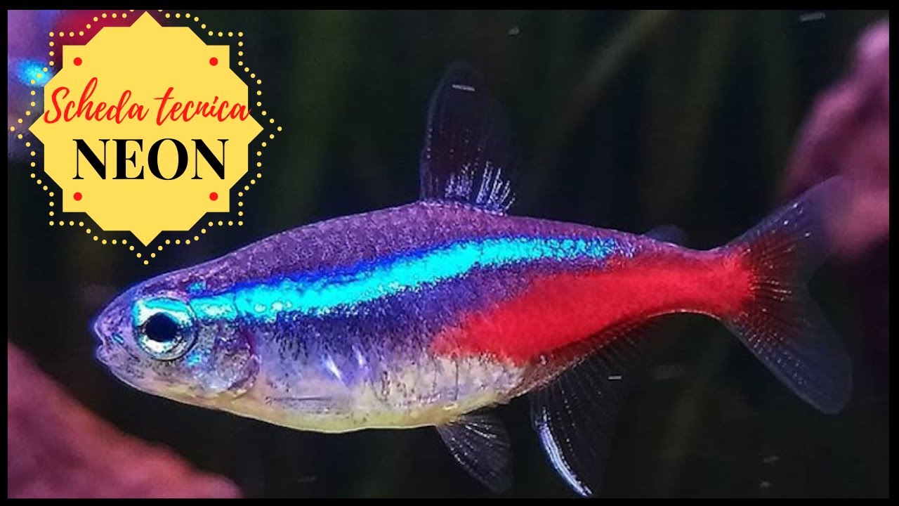 NEON - Paracheirodon innesi 🐟 Scheda Tecnica - YouTube