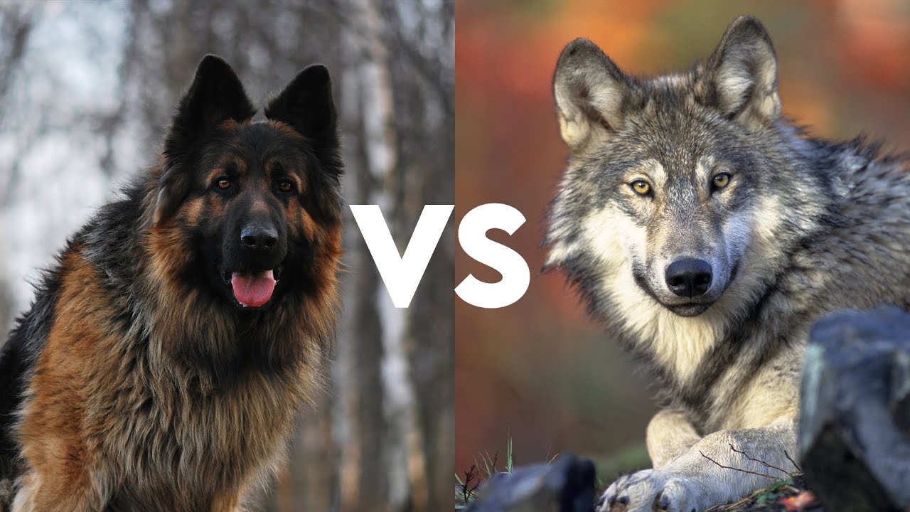 10 Dogs That Could Defeat A Wolf - YouTube