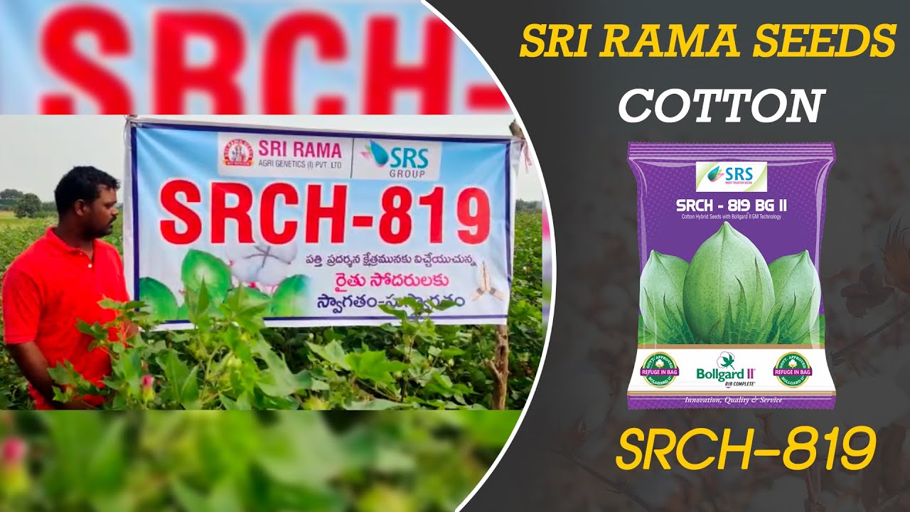Farmer Testimonial || SRI RAMA SEEDS Cotton SRCH-819 || Cotton seeds ...