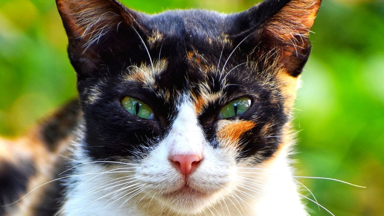 Calico Cat Meowing | Calico Cat Sound Effects | Calico Cat Noises | Cat ...
