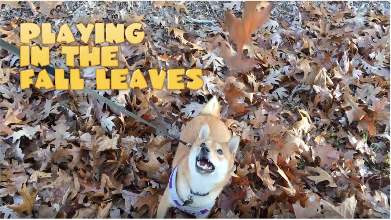 Banana the Shiba Inu - Playing in Fall Leaves - YouTube