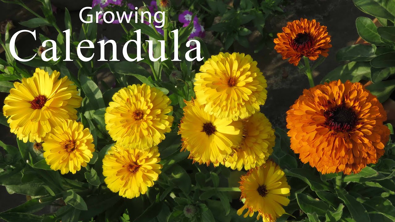 Calendula Flower / How To Grow Calendula Flower Plant / Easy to Grow ...