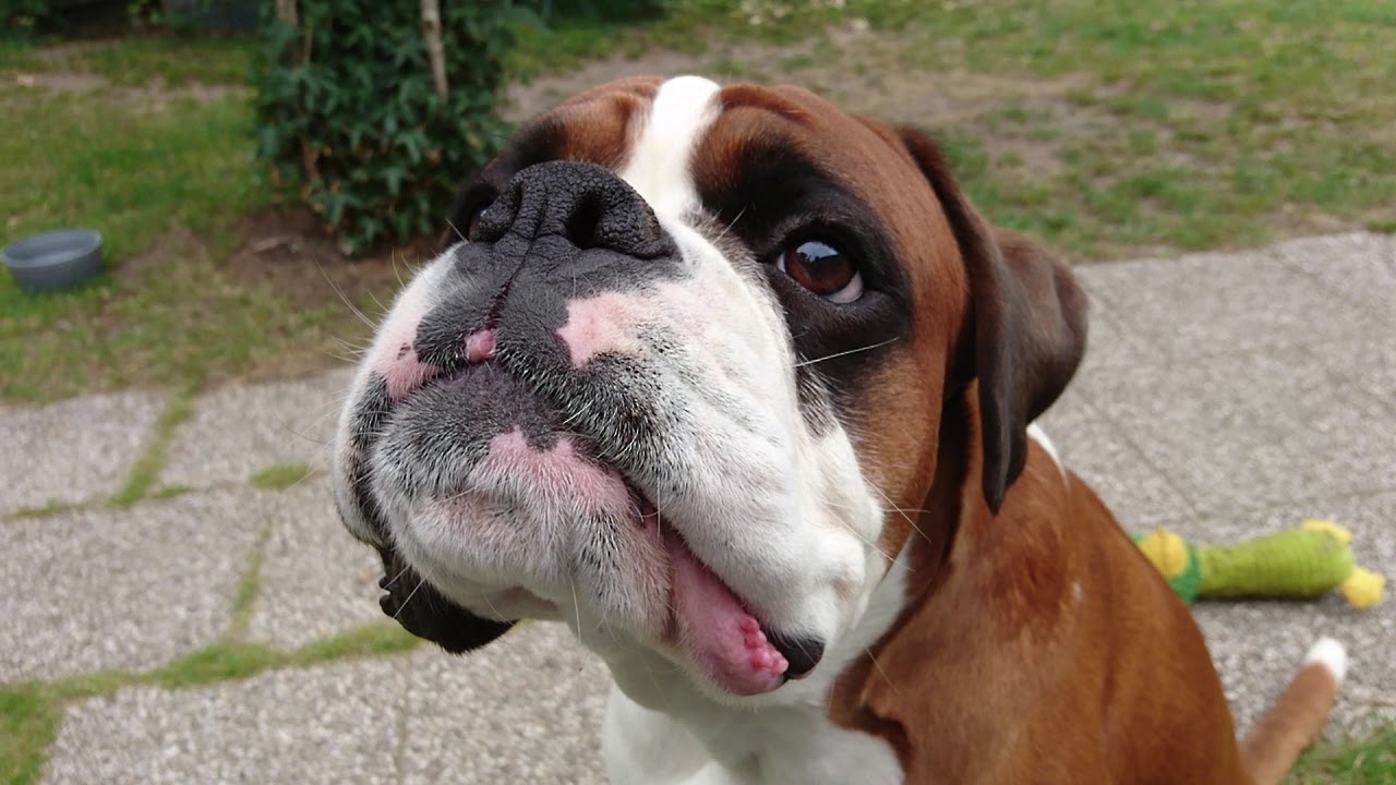 So many toys for boxer Rex and Sammie! - YouTube