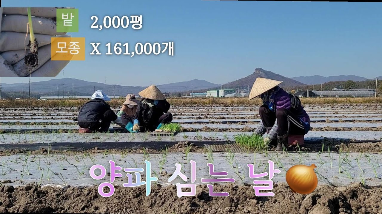 달농장vlog 2000평 양파심는 날 양파 모종 16만개 심기 선생님 이 잔디같은게 정말 양파가 되나요 Youtube