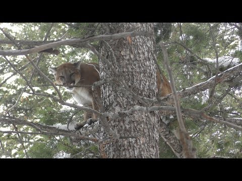 Trailing a Mountain Lion - Catch and Release