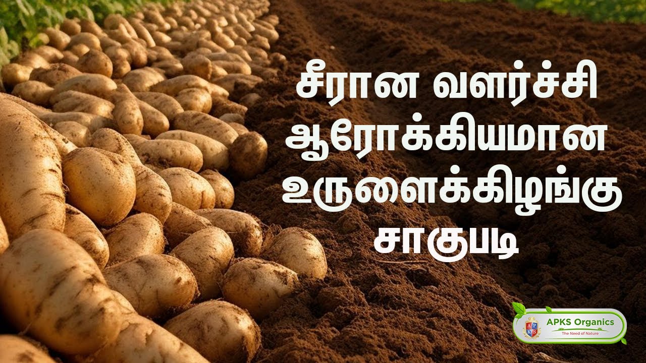 [ Tamil ] Use our organic product to improve your Potato yield - YouTube