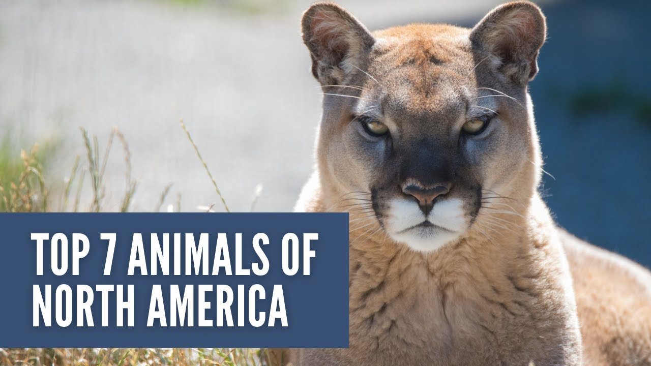 Animals of North America: Top 7 Endemic Wildlife of the Continent - YouTube
