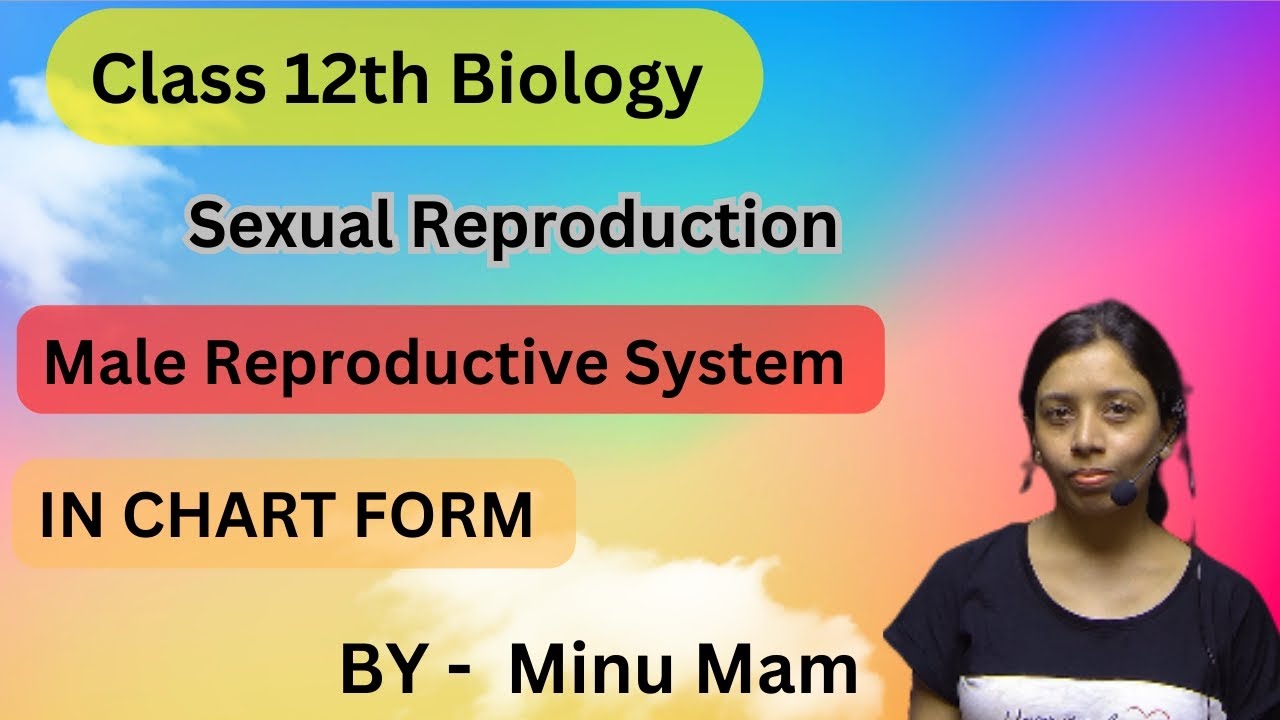Human reproduction| Class 12th biology| Male reproductive system ...