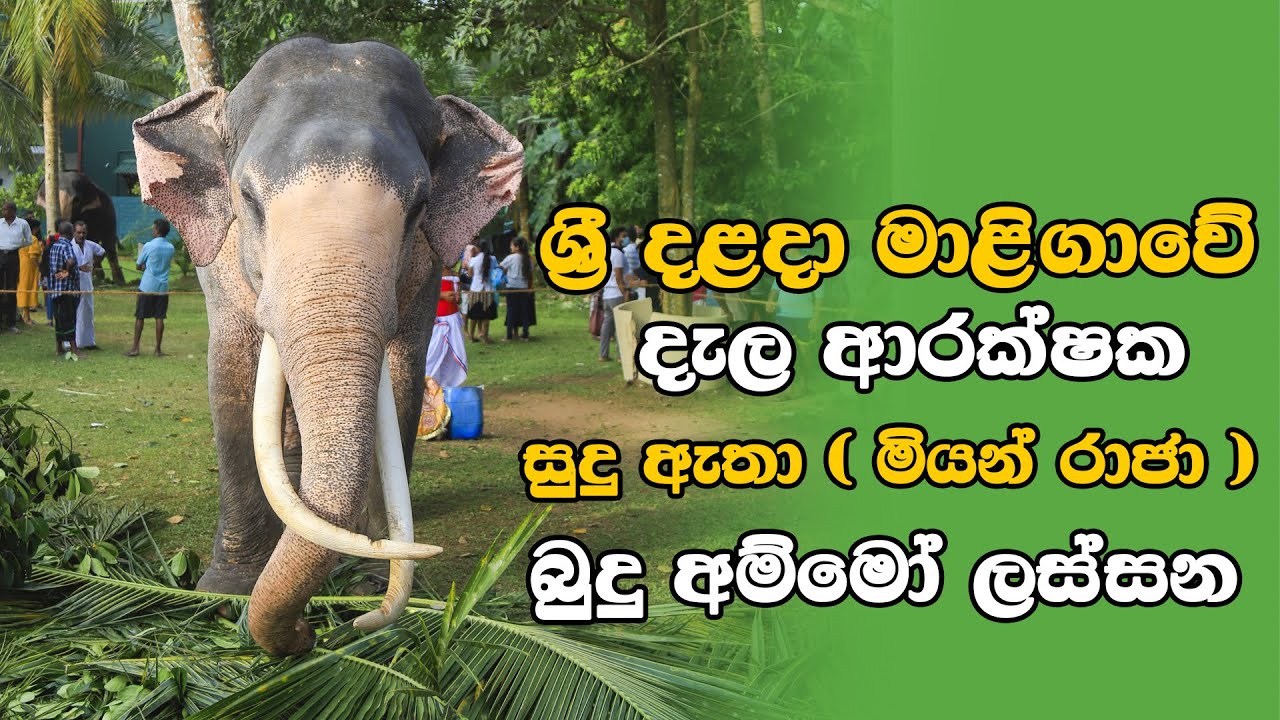 Miyan Raja (සුදු ඇතා, මියන් රාජා) - Tusker of Dalada Maligawa ...