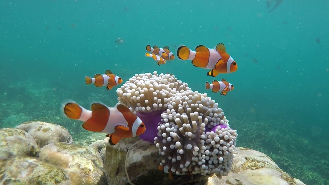 IKAN NEMO PULAU PAHAWANG LAMPUNG - YouTube