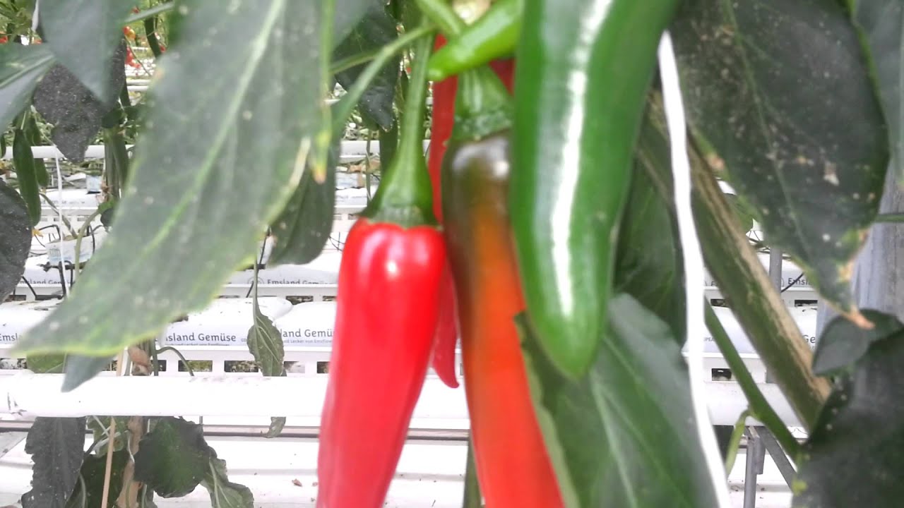 Rode peper ( full HD ) - YouTube