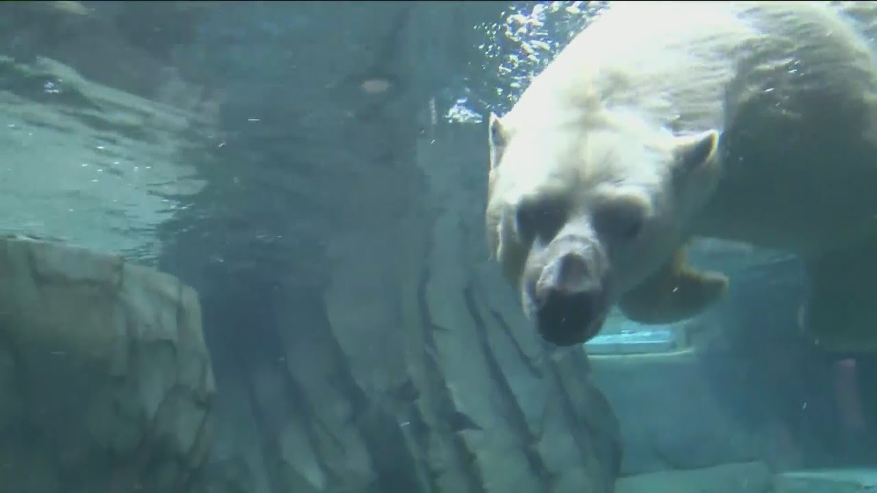 Baby Polar Bears St Louis Zoo