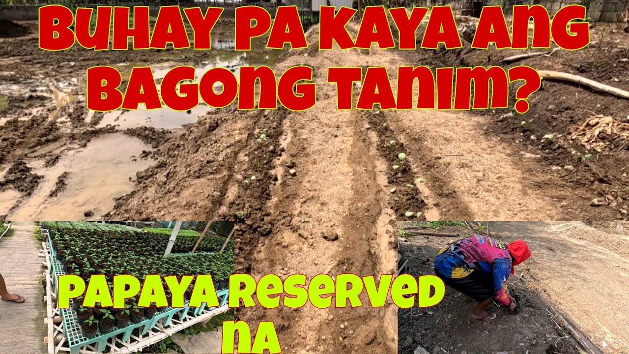 Update sa mga bagong tanim | Nag reserve ako ng mga papaya seedlings ...