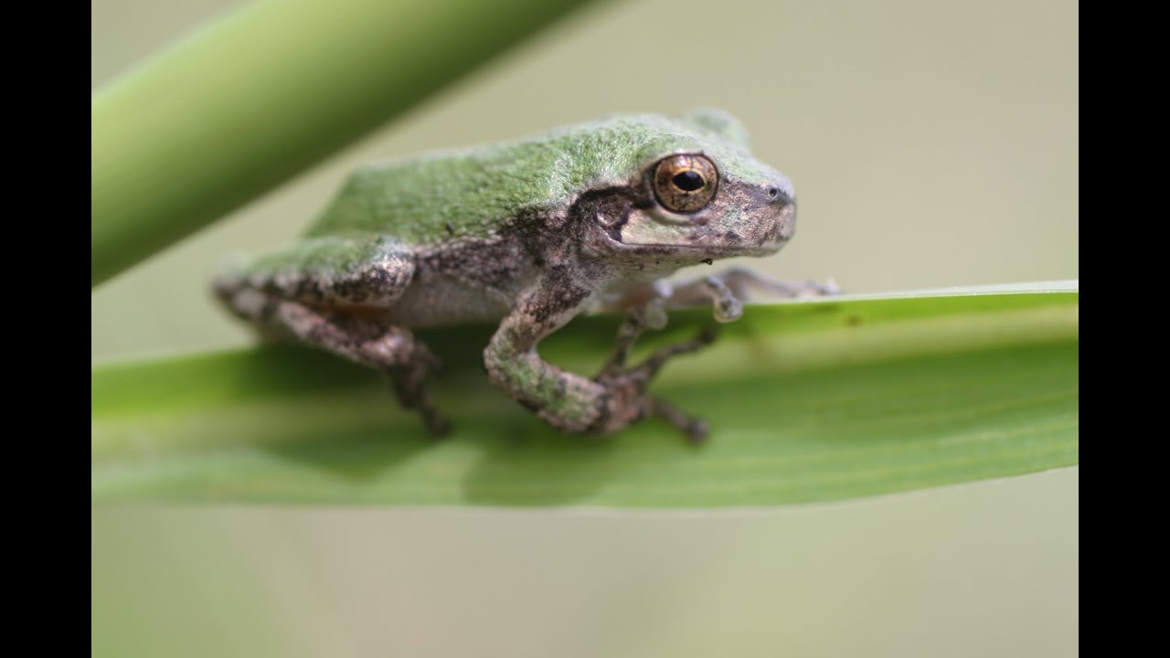 Frog Monitoring at Blackwell Forest Preserve - YouTube