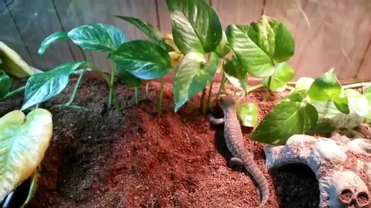 Savannah Monitor Eating Crickets YouTube savannah-monitor-eating-crickets-youtube